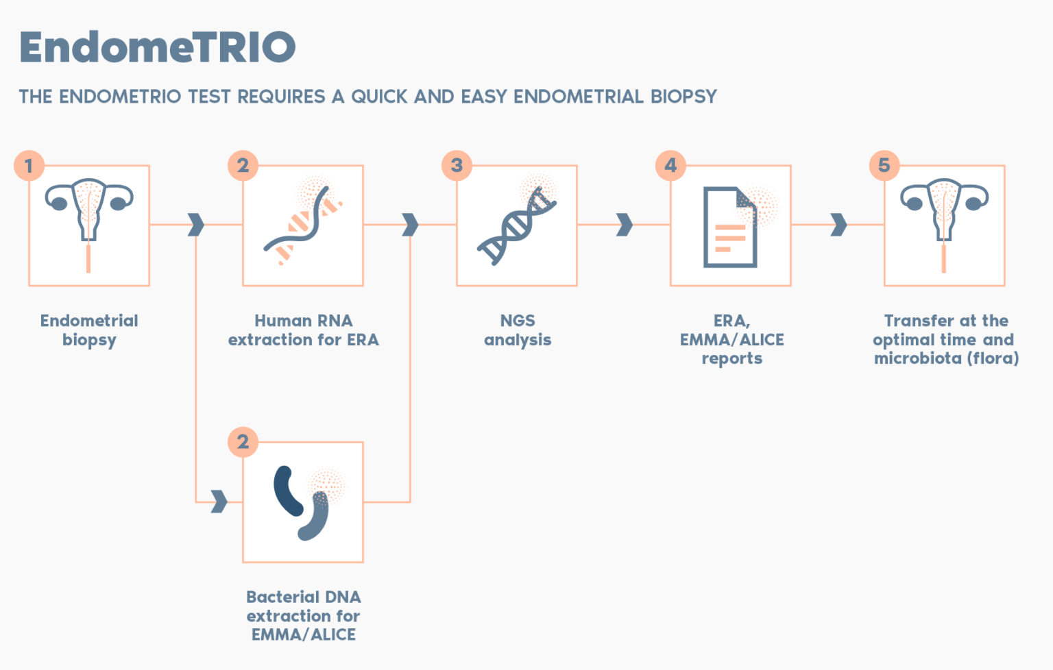EndomeTRIO: Your endometrium matter | ERA, EMMA & ALICE